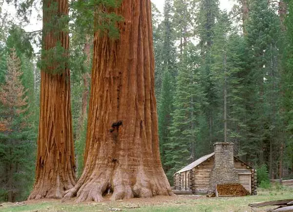 Cabana lângă un copac sequoia