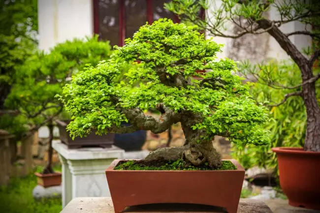 izinhlobo zezihlahla ze-bonsai