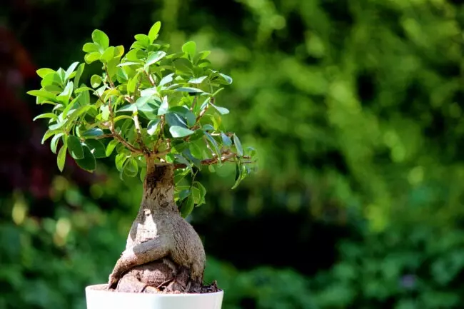 cineálacha crann bonsai