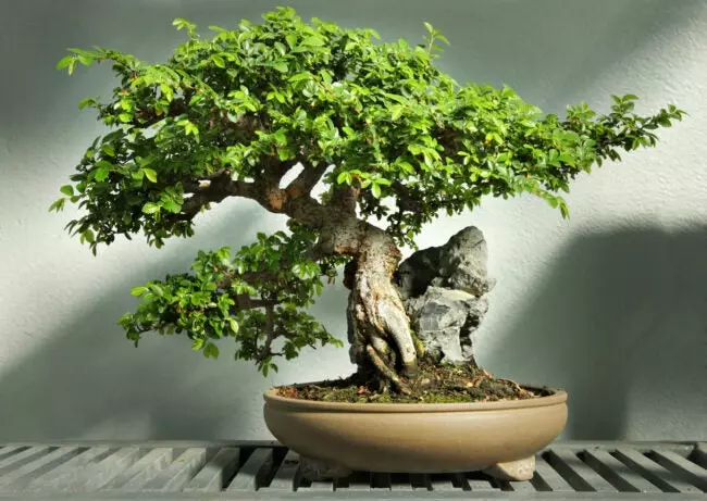 tipos de bonsai