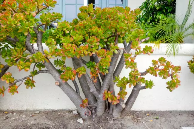 cineálacha crann bonsai