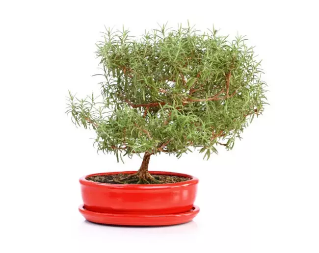izinhlobo zezihlahla ze-bonsai