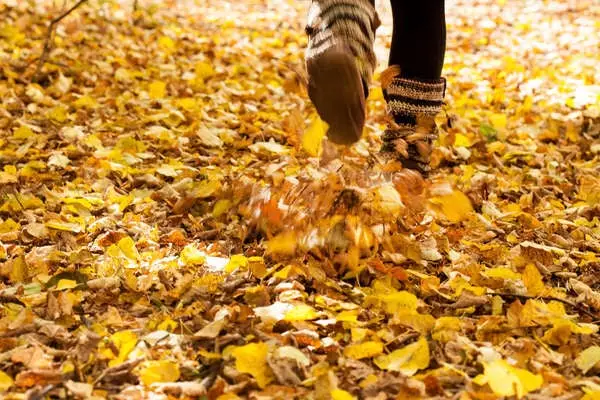 15 уроків згрібання листя, яких вас ніхто ніколи не навчив