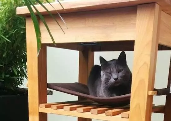 DIY Cat Մահճակալ