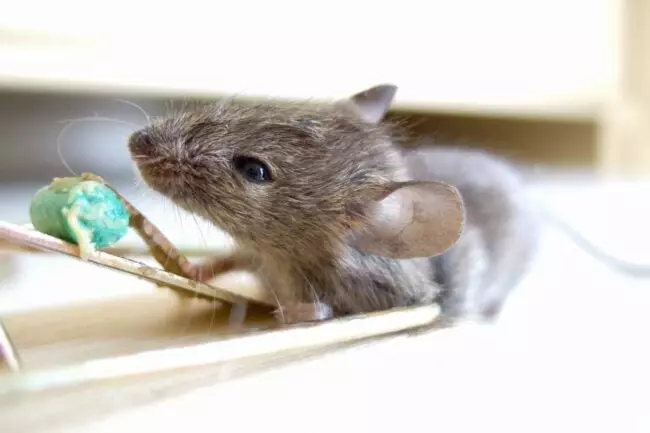 האופציה הטובה ביותר של רעל עכברים