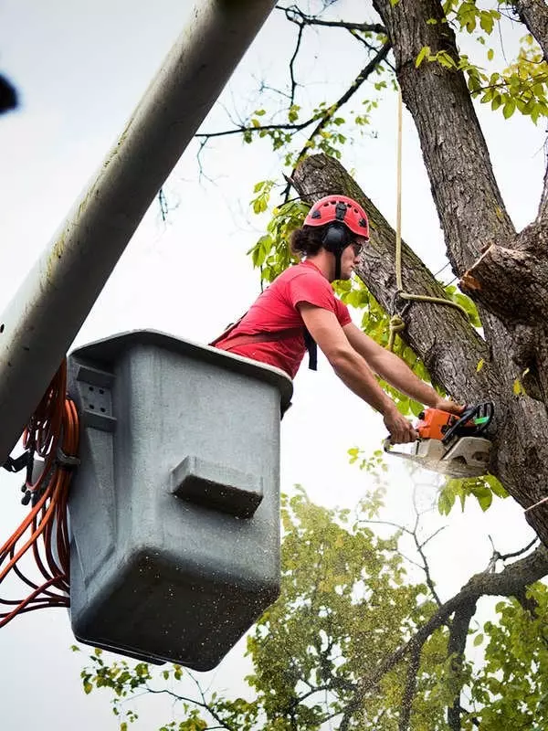 Arboricoltore