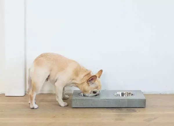 Миска для собак с защитой от опрокидывания