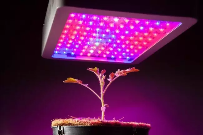 Най-добрата опция за LED светлини за растеж