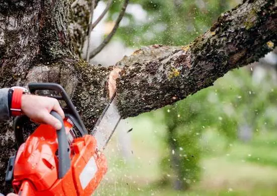 Tree Electrocution