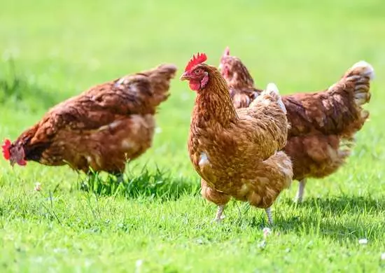 कष्टप्रद पड़ोसियों - यार्ड में मुर्गियां