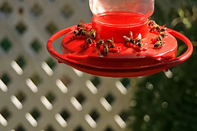 hvordan holde bier unna kolibrimatere