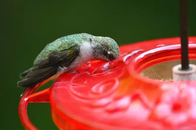 Hummingbird feeders တွေနဲ့ ပျားတွေကို ဘယ်လို ဝေးဝေး ထားမလဲ။