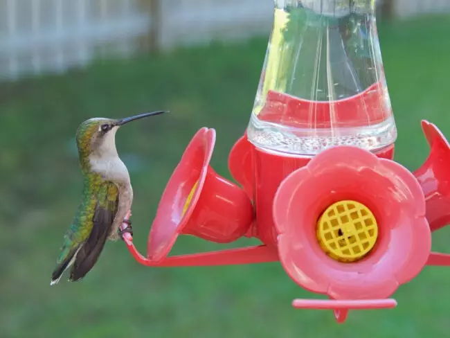 asalarilarni kolibri oziqlantiruvchilardan qanday uzoqlashtirish kerak