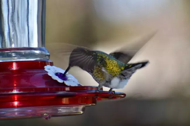 hvordan holde bier unna kolibrimatere