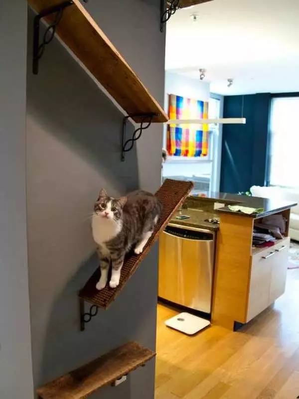 DIY Cat Shelves