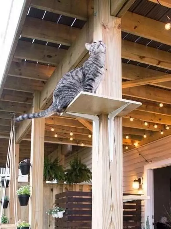 DIY Outdoor Cat Perches