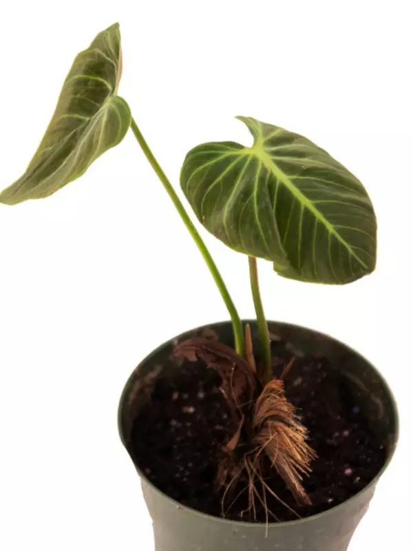 Philodendron luxurians «Choco»