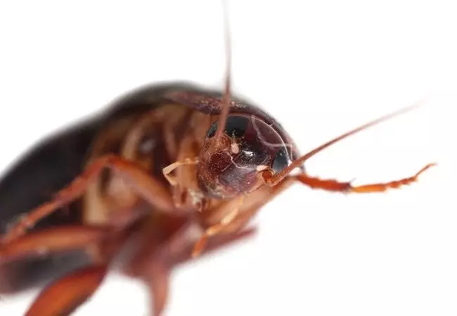 ການຄວບຄຸມສັດຕູພືດພາກຮຽນ spring - cockroaches