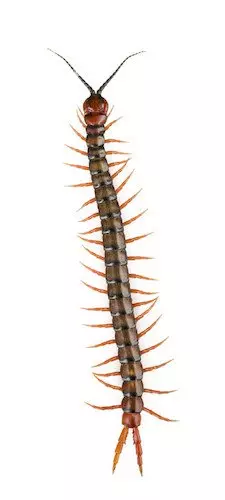 ການຄວບຄຸມສັດຕູພືດພາກຮຽນ spring - Centipedes