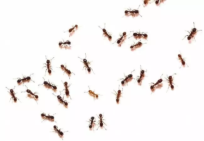 Pavasarinė kenkėjų kontrolė – skruzdėlės