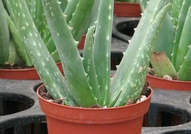 Най-добрите места за закупуване на открити растения онлайн Опция Cactus Limon