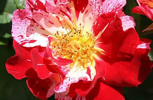 Nejlepší místa pro online nákup venkovních rostlin Možnost Heirloom Roses