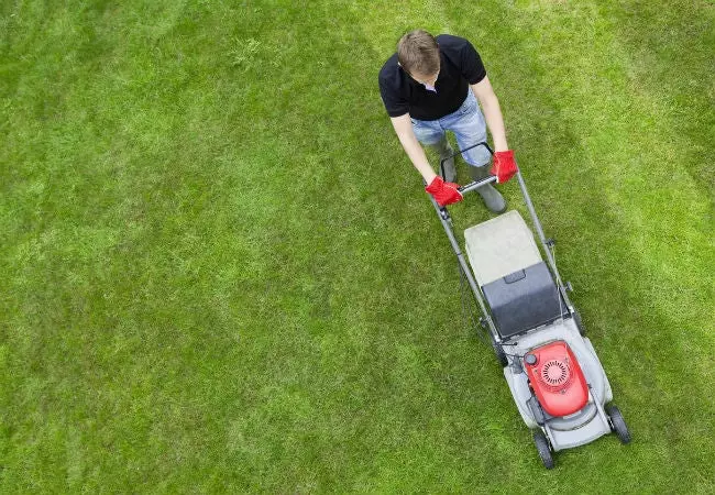 6 hal nu kudu nyaho ngeunaan padang rumput hejo striping