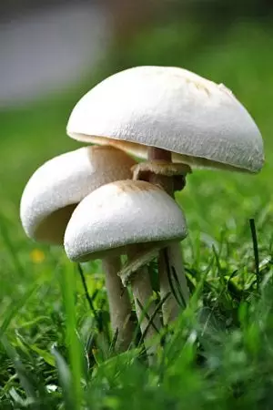 Гриби на газоні - Зростання грибів