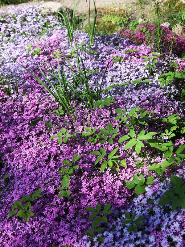 Easy Landscaping Ground Cover