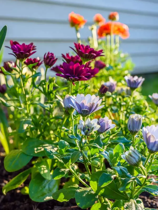 plantes vivaces faciles à aménager