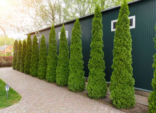 Easy Landscaping Evergreens