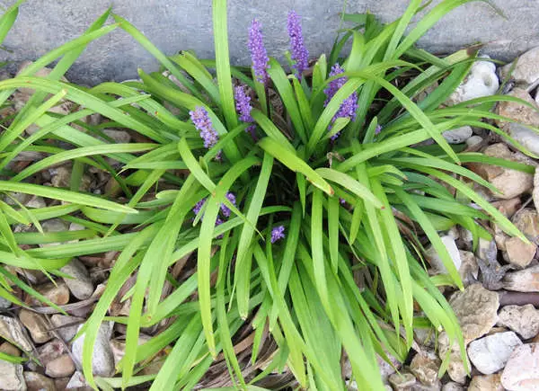 Plantes de bordure d'aménagement paysager faciles