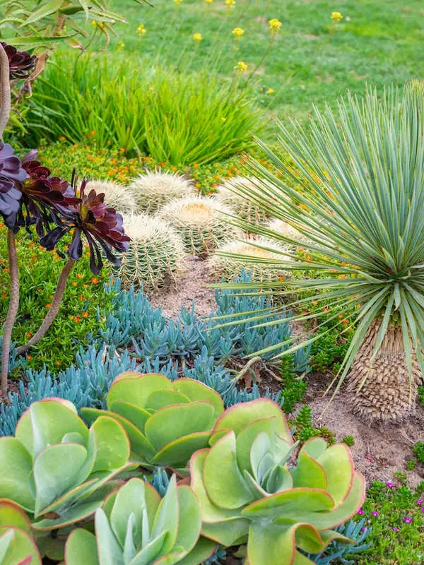 Easy Landscaping Succulents