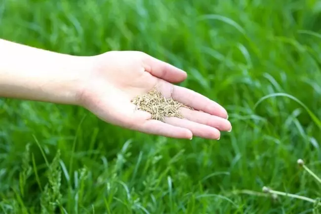A melhor semente de grama para opção de semeadura excessiva