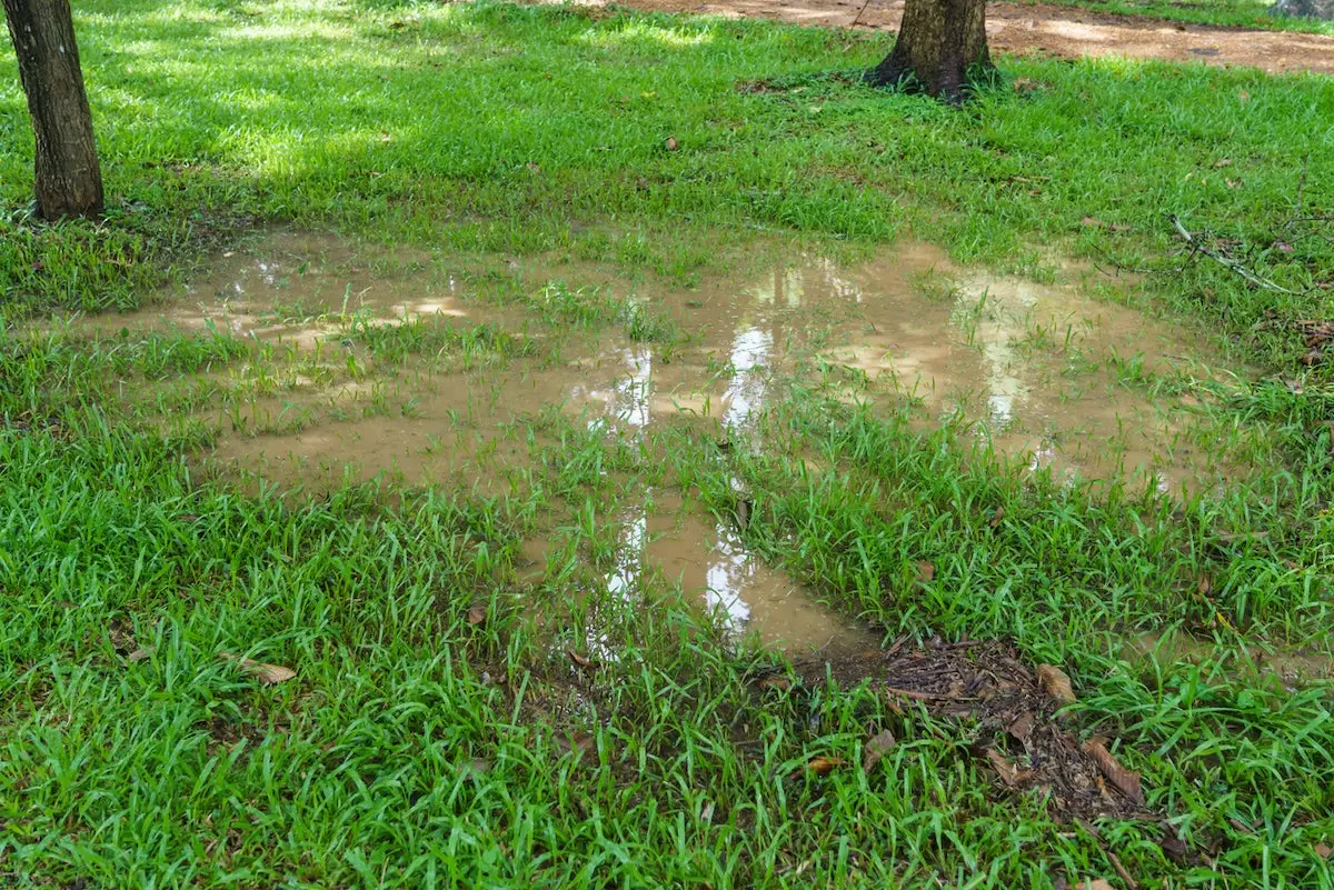 水浸しの芝生のための9つの治療法