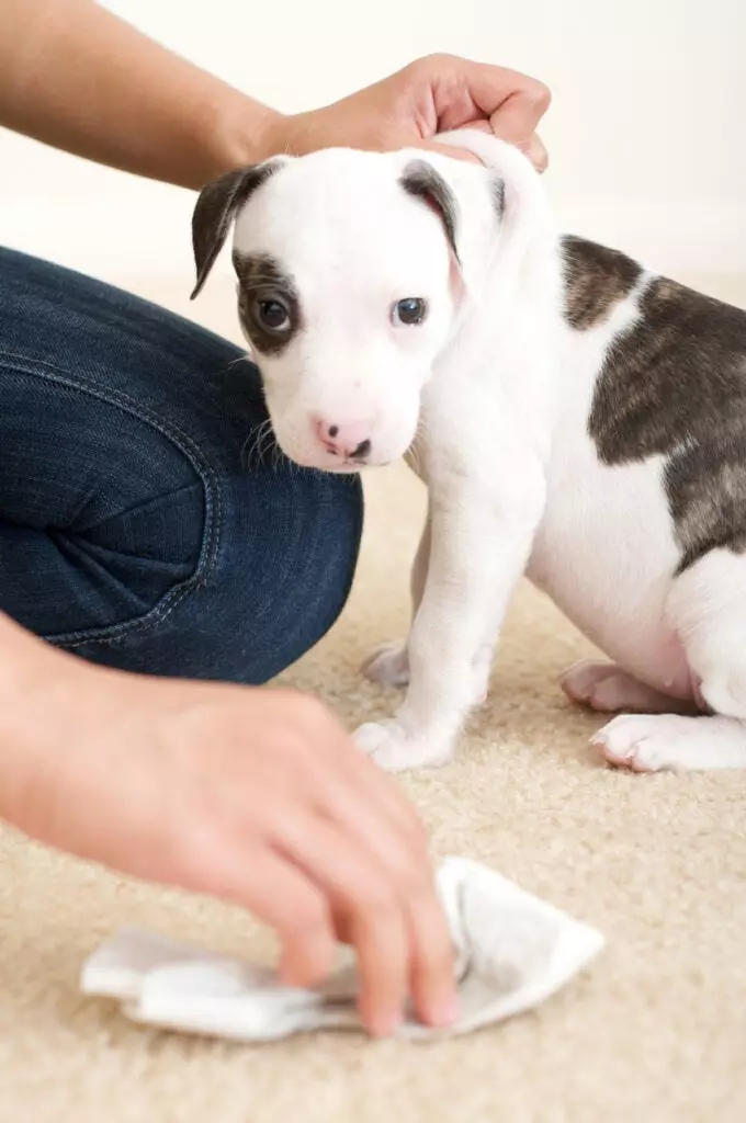 Pit bull An chéad timpiste a bhí ag Puppie