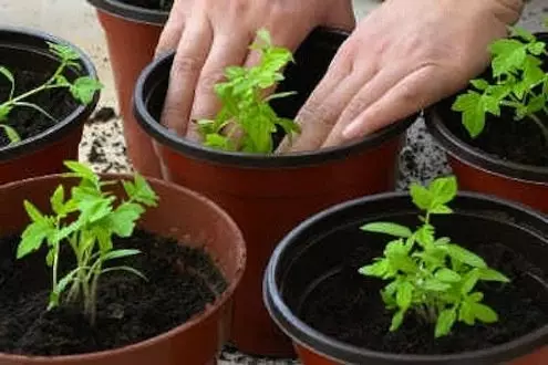 repotting tomati seedlings