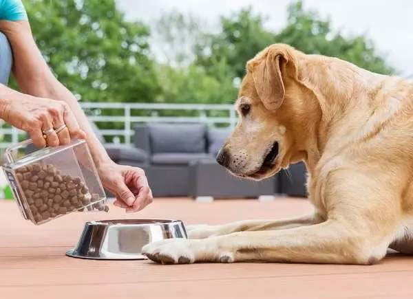 stockage de nourriture pour chien