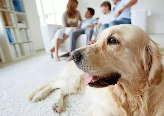 Ongelukken met huisdieren schoonmaken met azijn