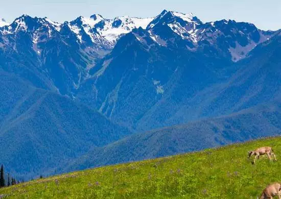 Deer Park Campground i Olympic National Park i Washington