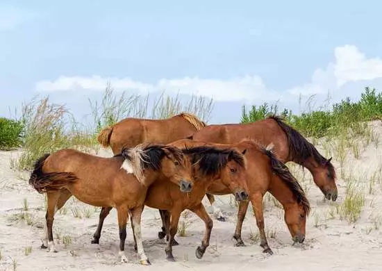 Assateague ٻيٽ نيشنل سامونڊي ڪناري ميري لينڊ ۾