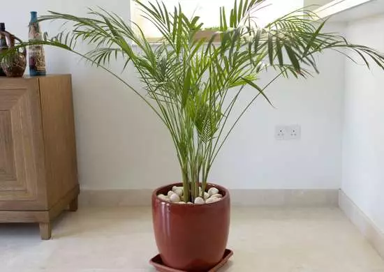 Bambus Palm najbolje biljke za vašu spavaću sobu