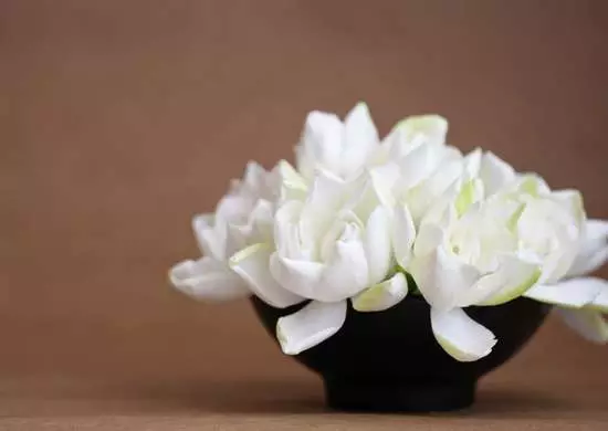 Gardenia najbolje biljke za vašu spavaću sobu