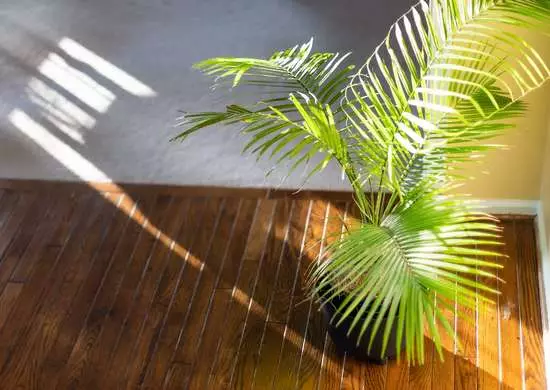 Areca Palm tutuwuhan pangalusna pikeun pangkeng Anjeun