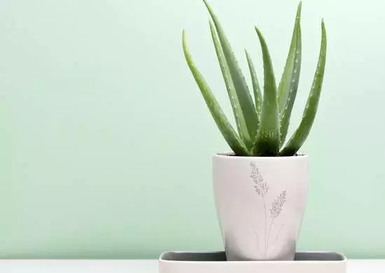 Aloe Vera Plant For Sleep najbolje biljke za vašu spavaću sobu