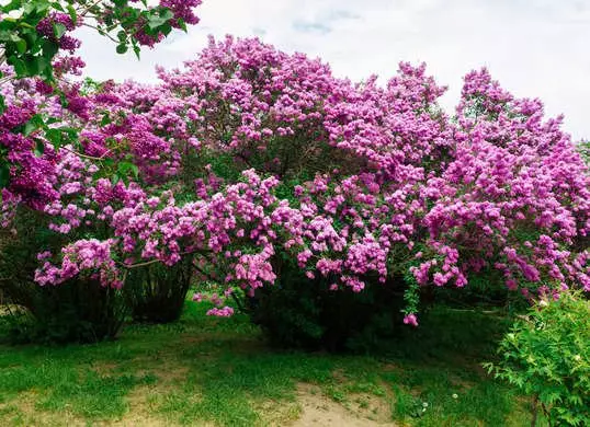 Lilac Hedge
