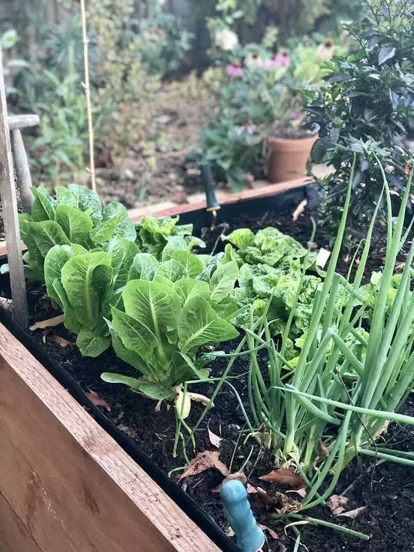 سبزیوں کا باغ لگائیں۔