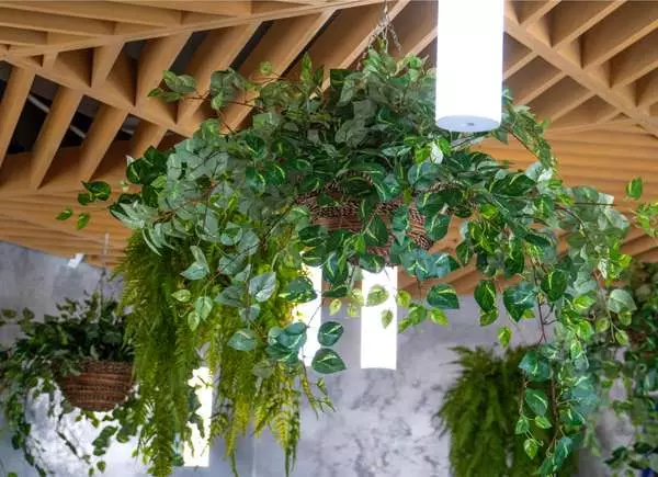 سقف گیاهان آپارتمانی را آویزان کنید