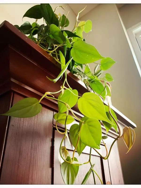 postavite iznad ormarića sobne biljke