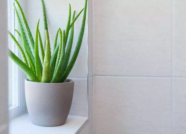 ванная комната с комнатными растениями